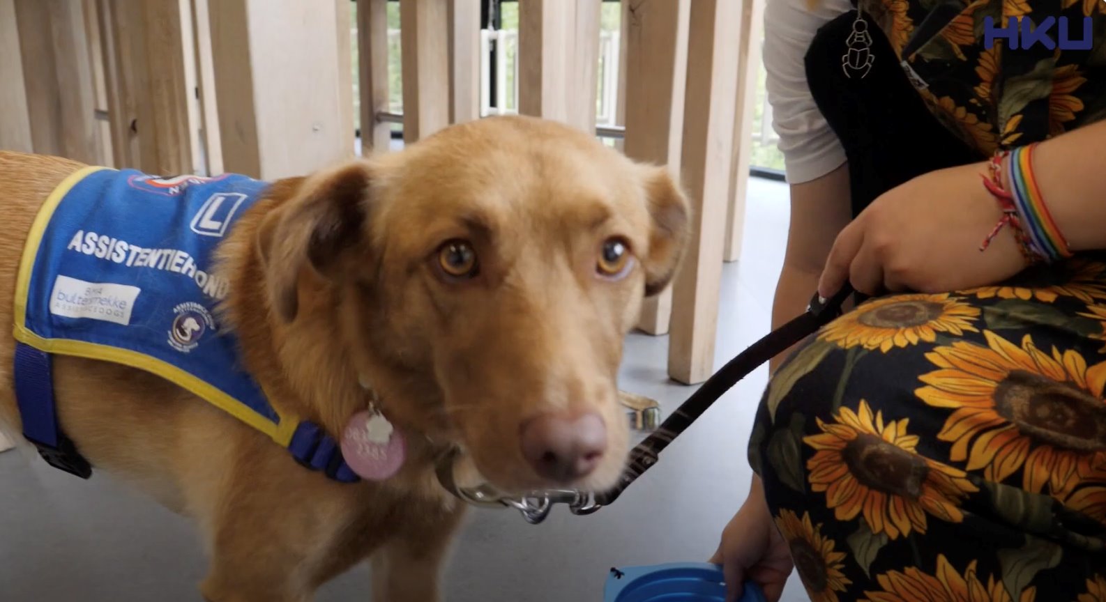Studeren met een assistentiehond | HKU